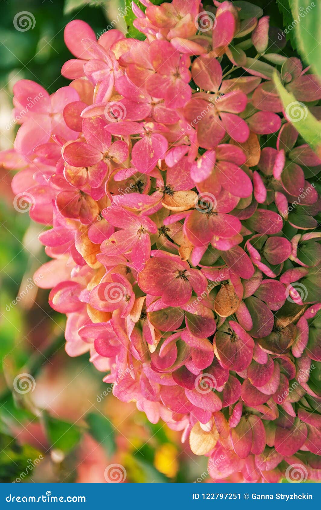 Lush Flowering Branches of Hydrangeas Stock Image - Image of admire ...