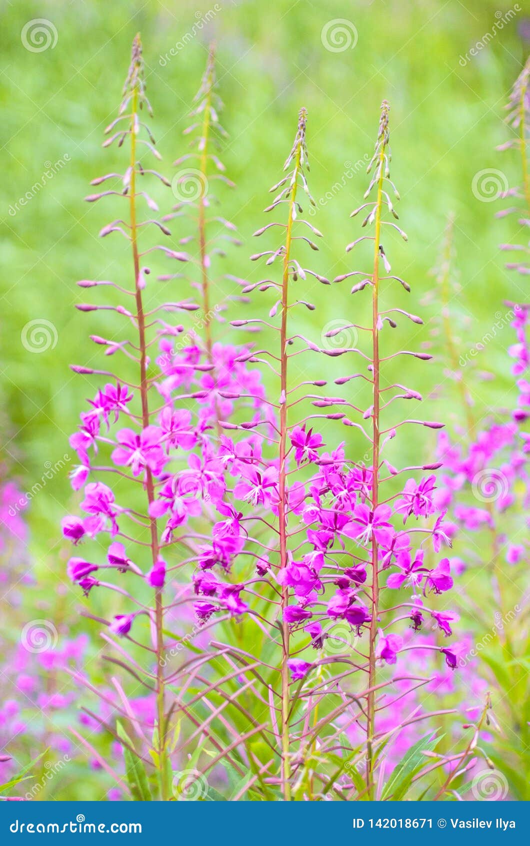 Lush Flowering Fireweed Closeup Stock Image - Image of summer, grass ...