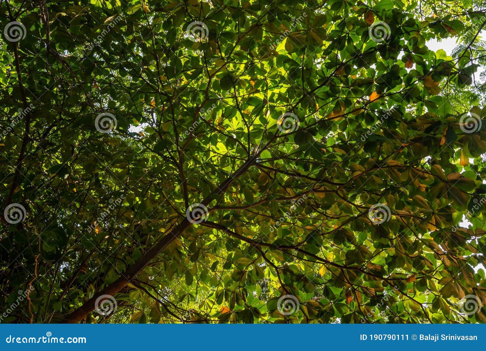Lush foliage stock image. Image of indian, green, outdoor - 190790111