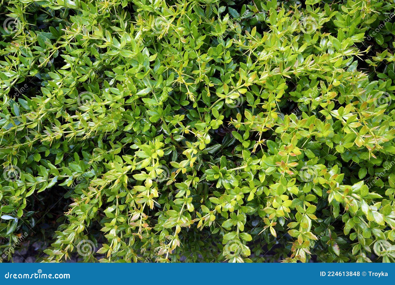 Lush Foliage of Growing Bush Stock Photo - Image of background, garden ...