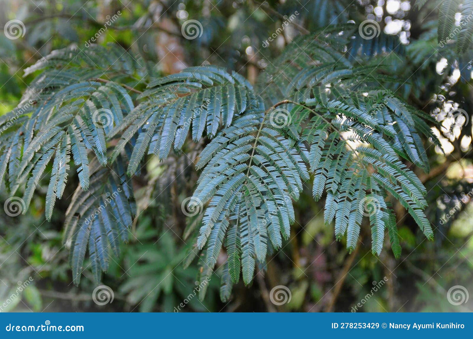 The Foliage of the Piptadenia Gonoacantha Tree Stock Image - Image of ...
