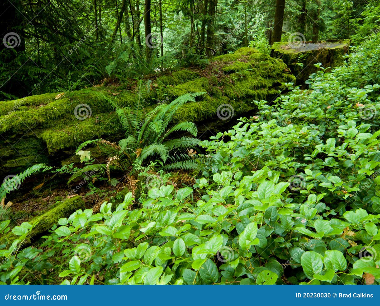 Lush forest stock photo. Image of trees, rainforest, nature - 20230030