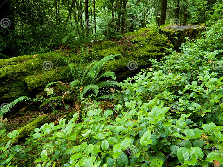 Lush forest stock photo. Image of trees, rainforest, nature - 20230030