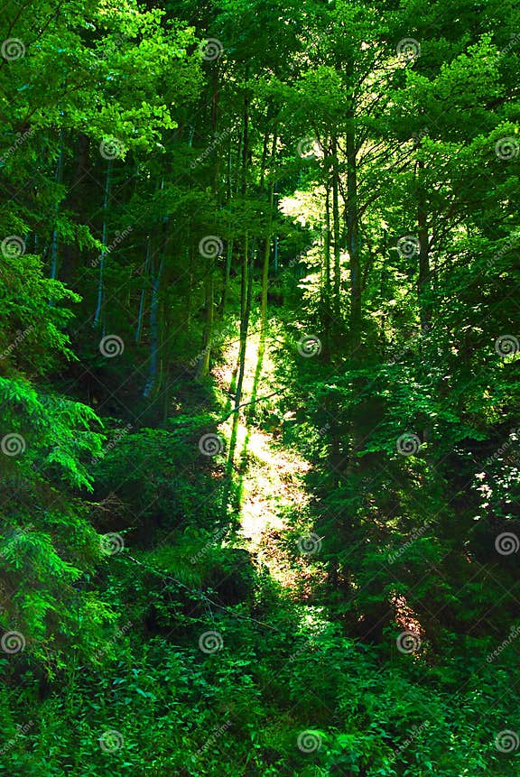 Lush forest stock photo. Image of outdoors, tall, undergrowth - 3146754