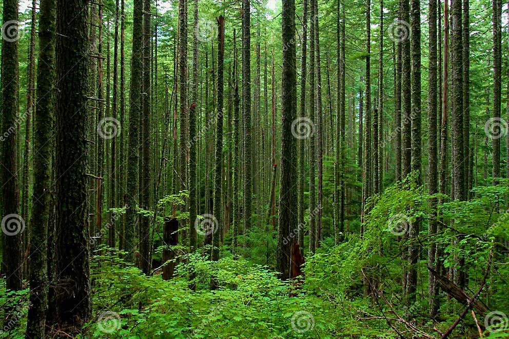 Lush Forest stock image. Image of mixed, hiking, reserve - 9189847