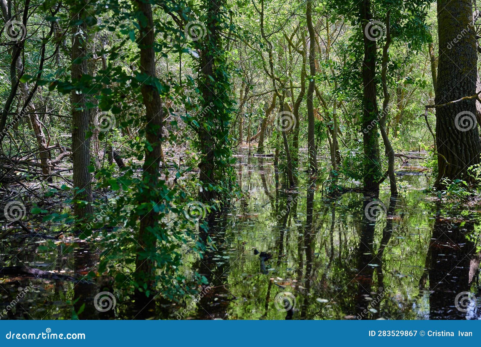 Lush Forest with Flooded Trees in Puddle. Stock Image - Image of ...