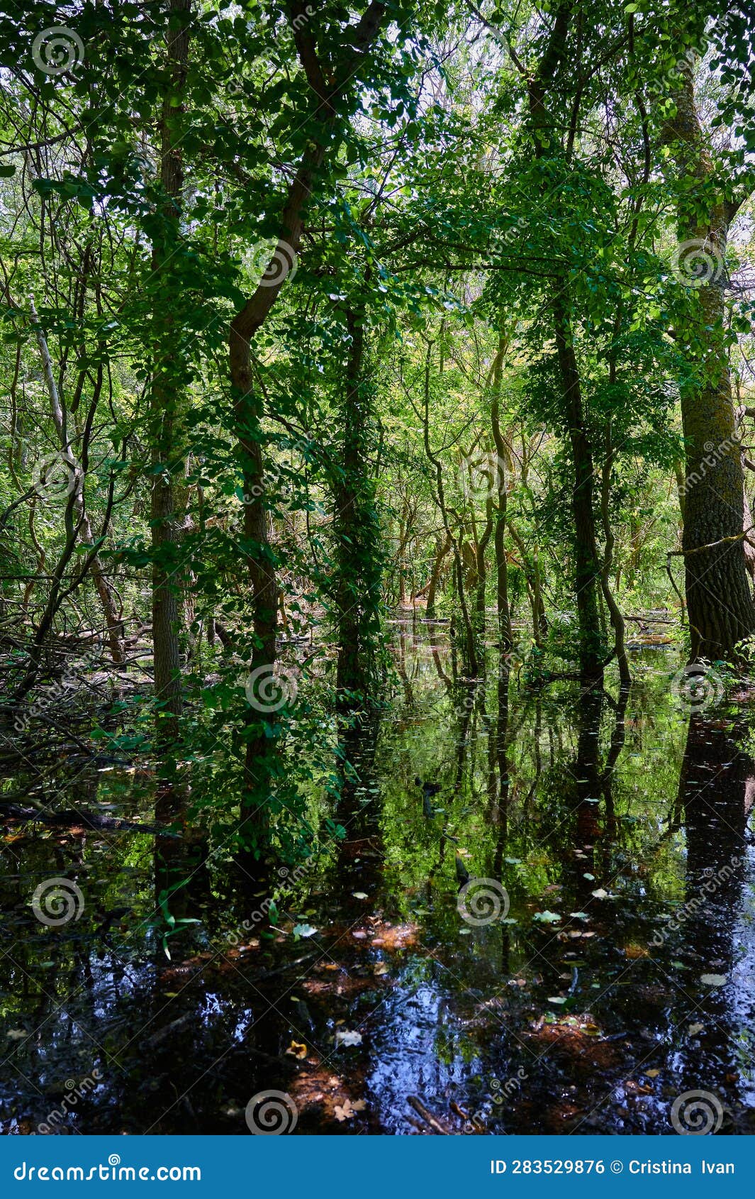 Lush Forest with Flooded Trees in Puddle Stock Photo - Image of forest ...