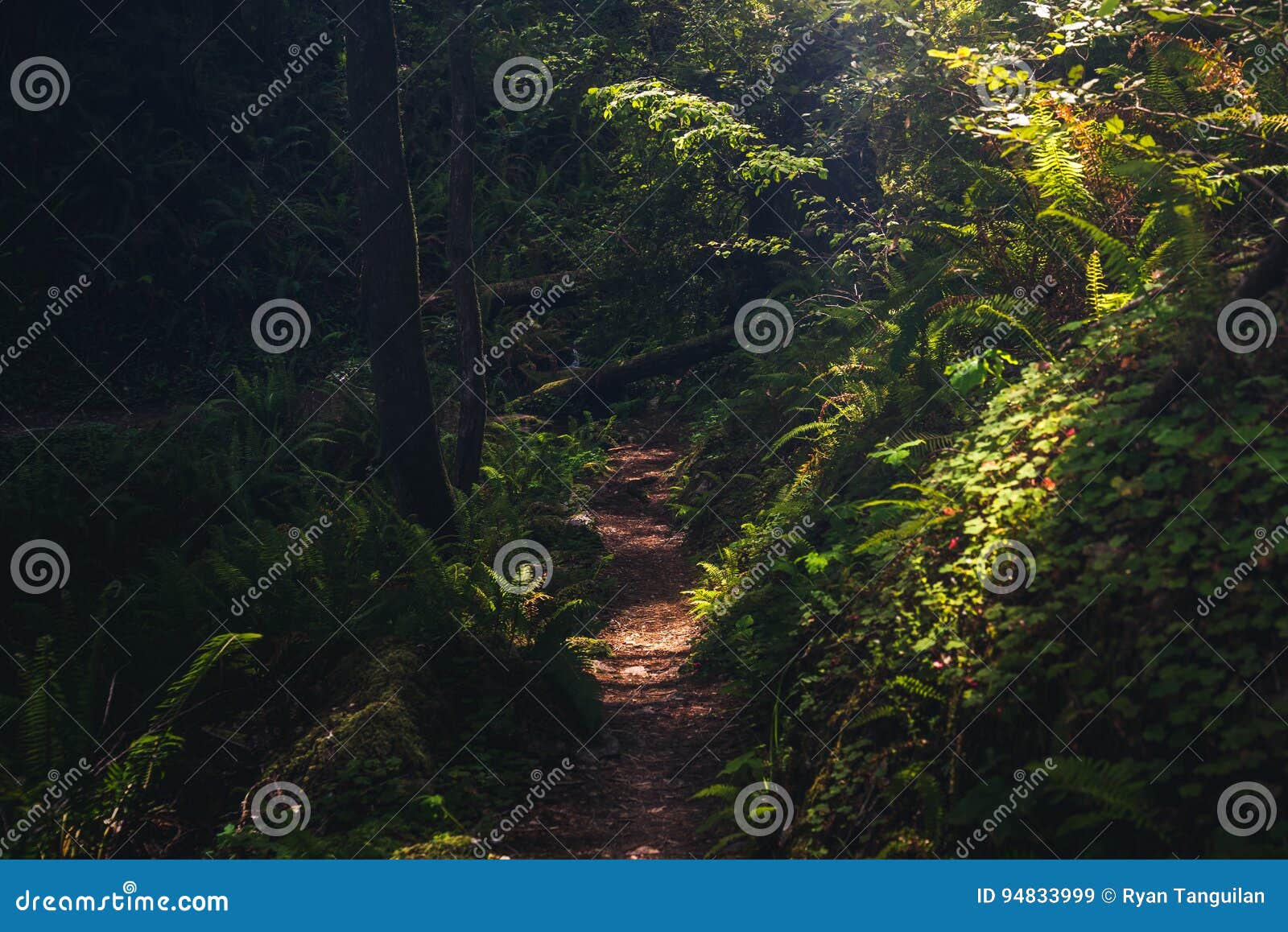 Lush forest hiking path. stock image. Image of treelined - 94833999