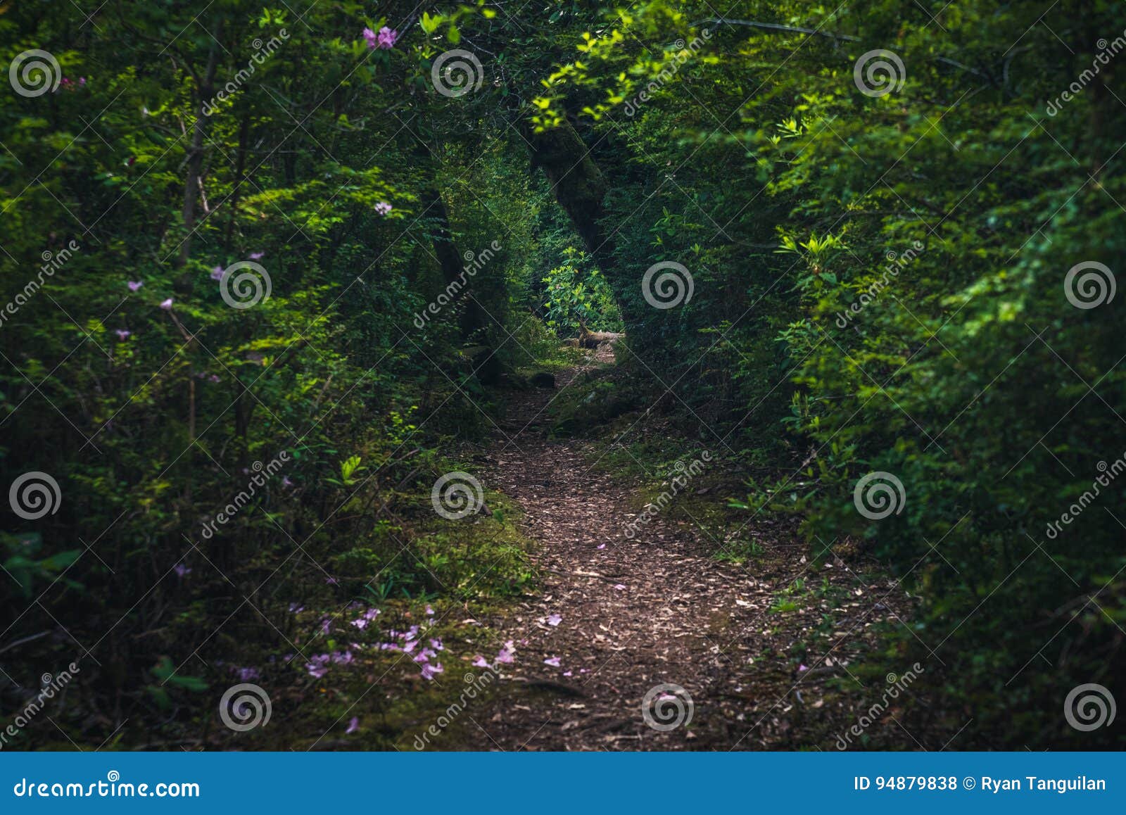 Lush forest hiking path. stock photo. Image of outdoors - 94879838