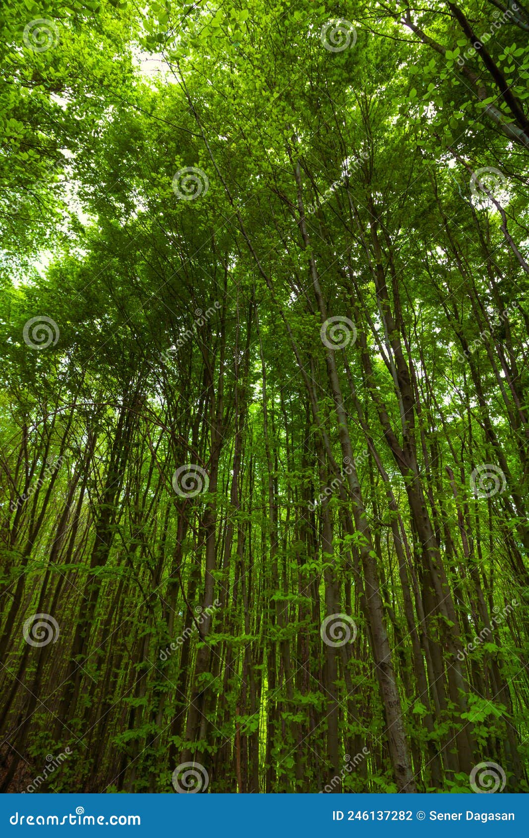 Lush Forest. Long Trees in the Lush Forest at Spring Stock Photo ...