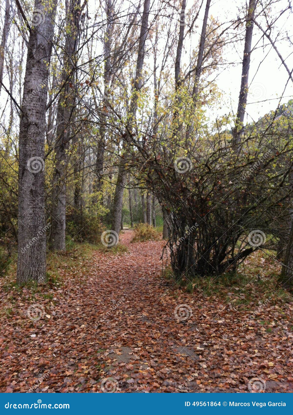 Lush forest stock photo. Image of lust, lush, green, forest - 49561864
