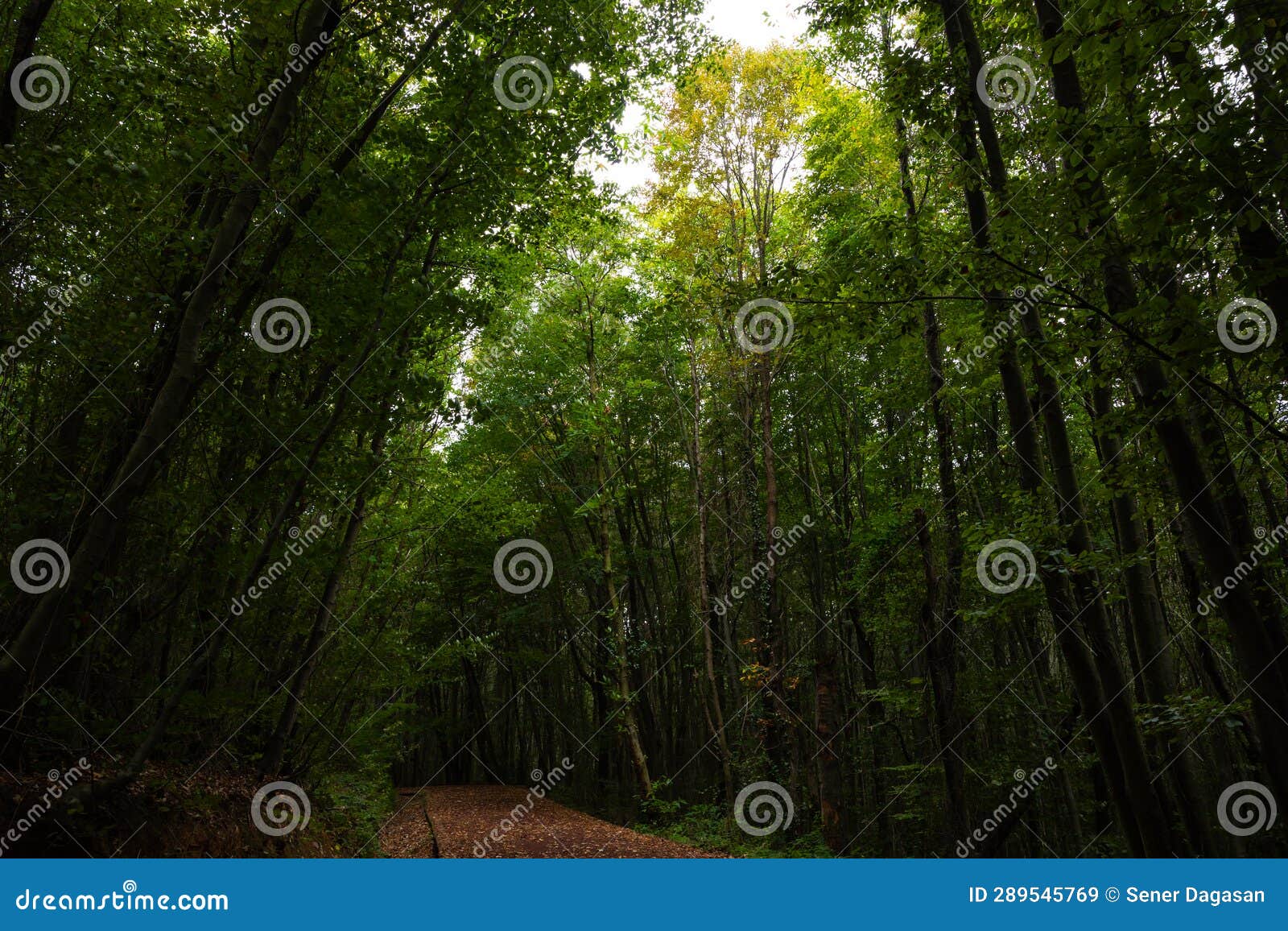 Path And Tall Trees In The Forest - Perfect For Background Royalty-Free ...