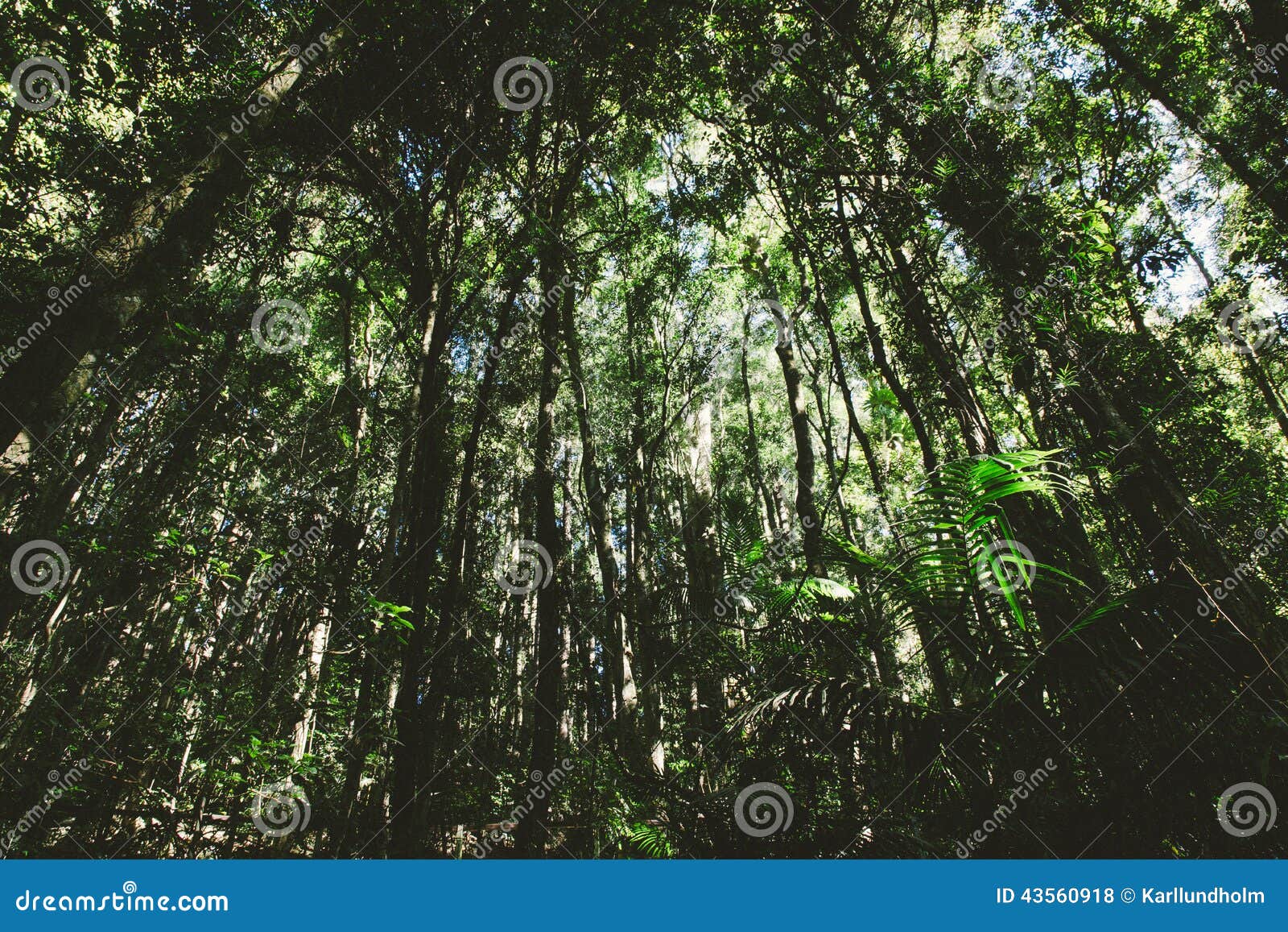 Lush forest stock photo. Image of tourism, scenic, lookout - 43560918