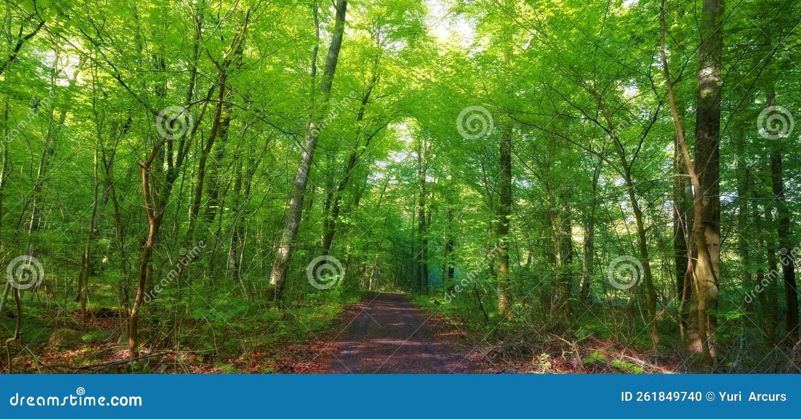 Lush Forest in the Spring. a Very Sharp and Detailed Photo of the ...