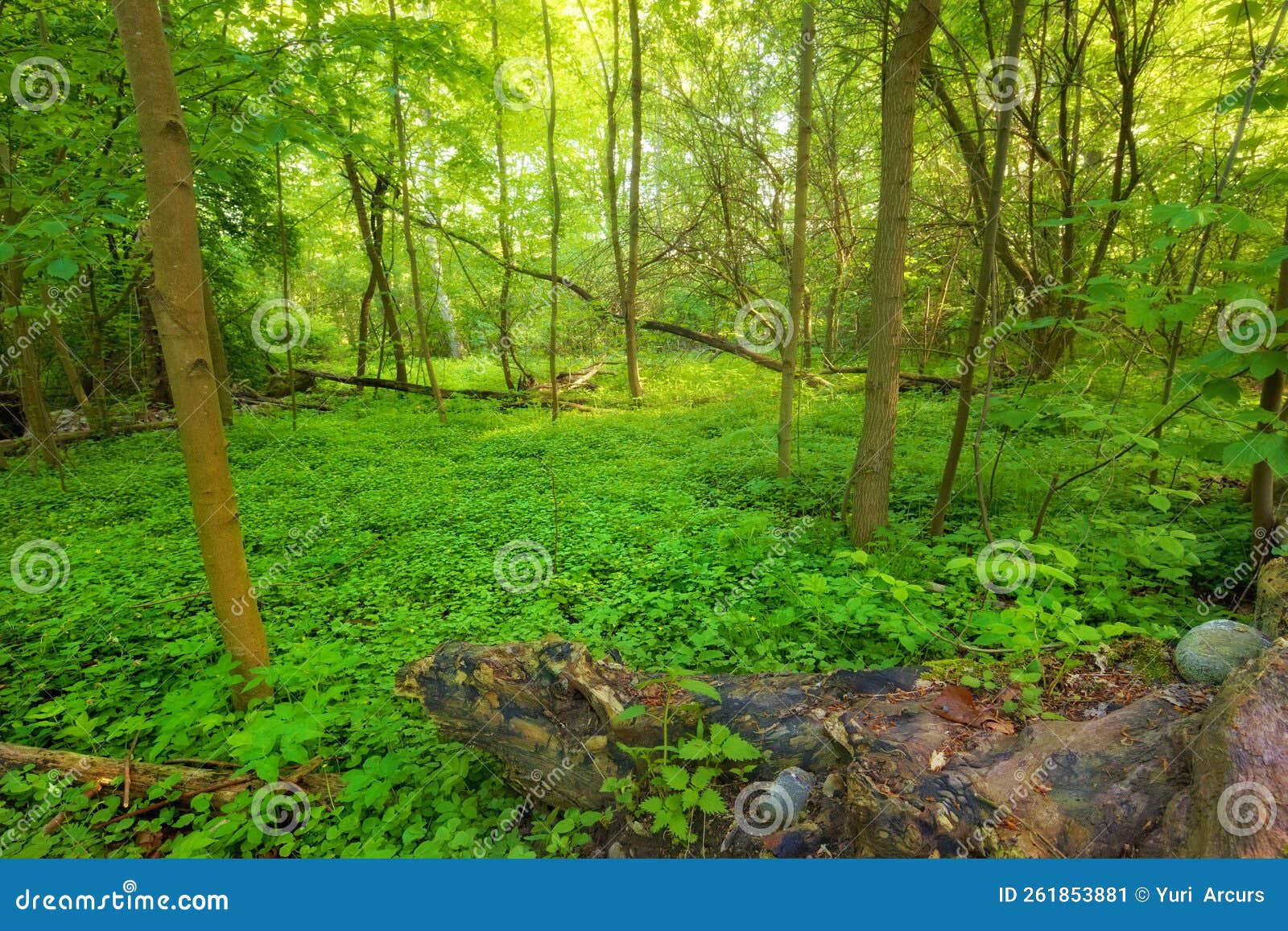 Lush Forest in the Spring. a Very Sharp and Detailed Photo of the ...