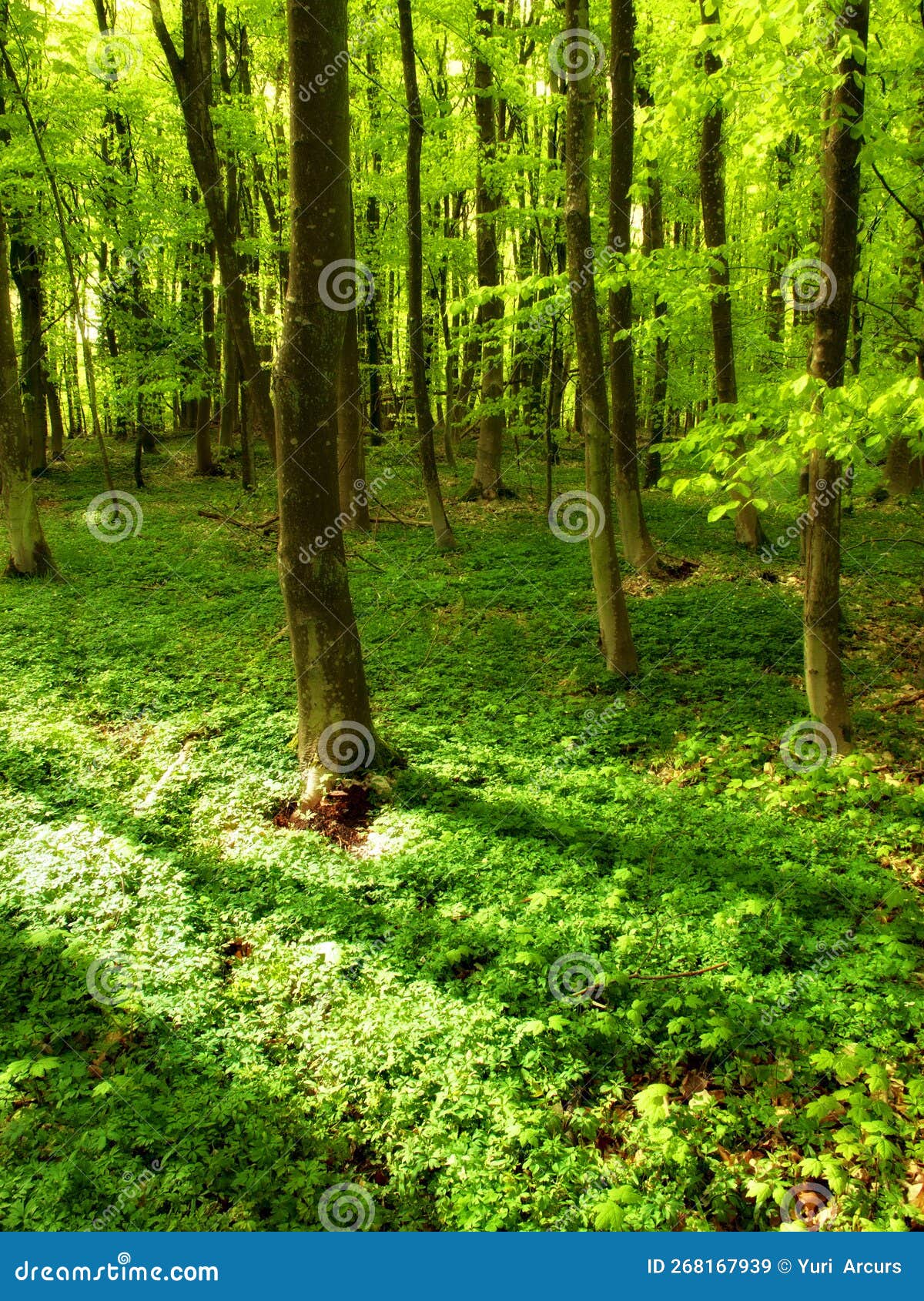 Lush Forest in the Spring. a Very Sharp and Detailed Photo of the ...
