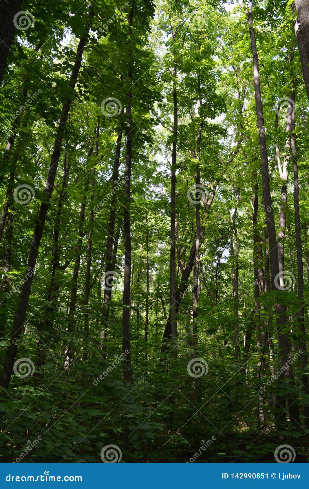 Lush Forest in Summer. Tall Trees with Green Foliage Stock Image ...