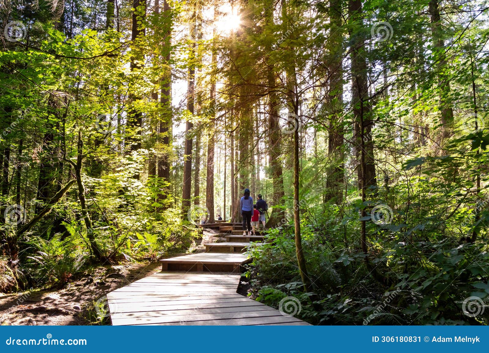 Lush Forest Trail with Sunlight Coming through Trees, Walking Path ...