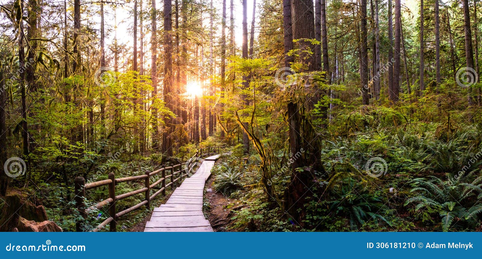 Lush Forest Trail with Sunlight Coming through Trees, Walking Path ...