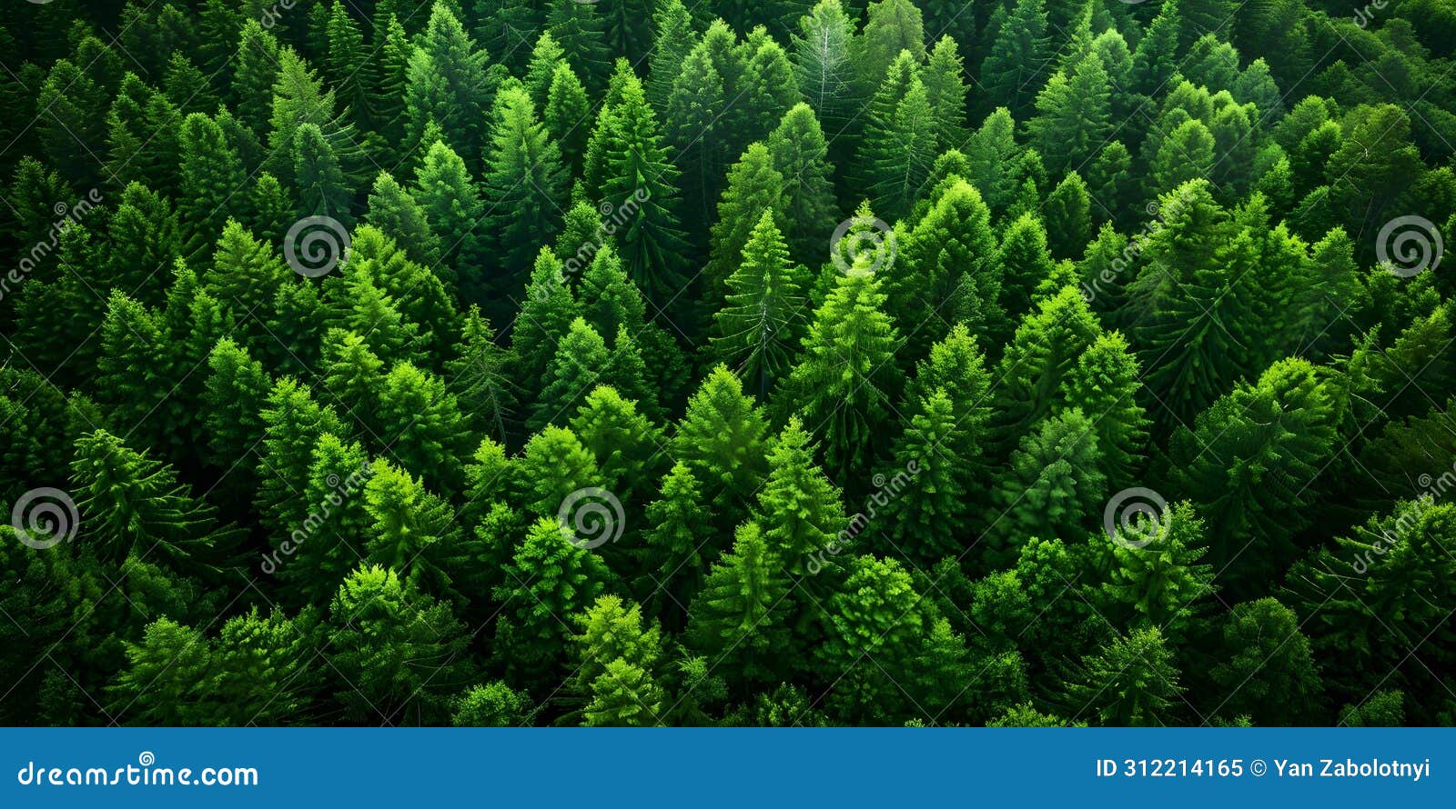 Lush Forest Trees Support Biodiversity Carbon Sequestration Soil ...