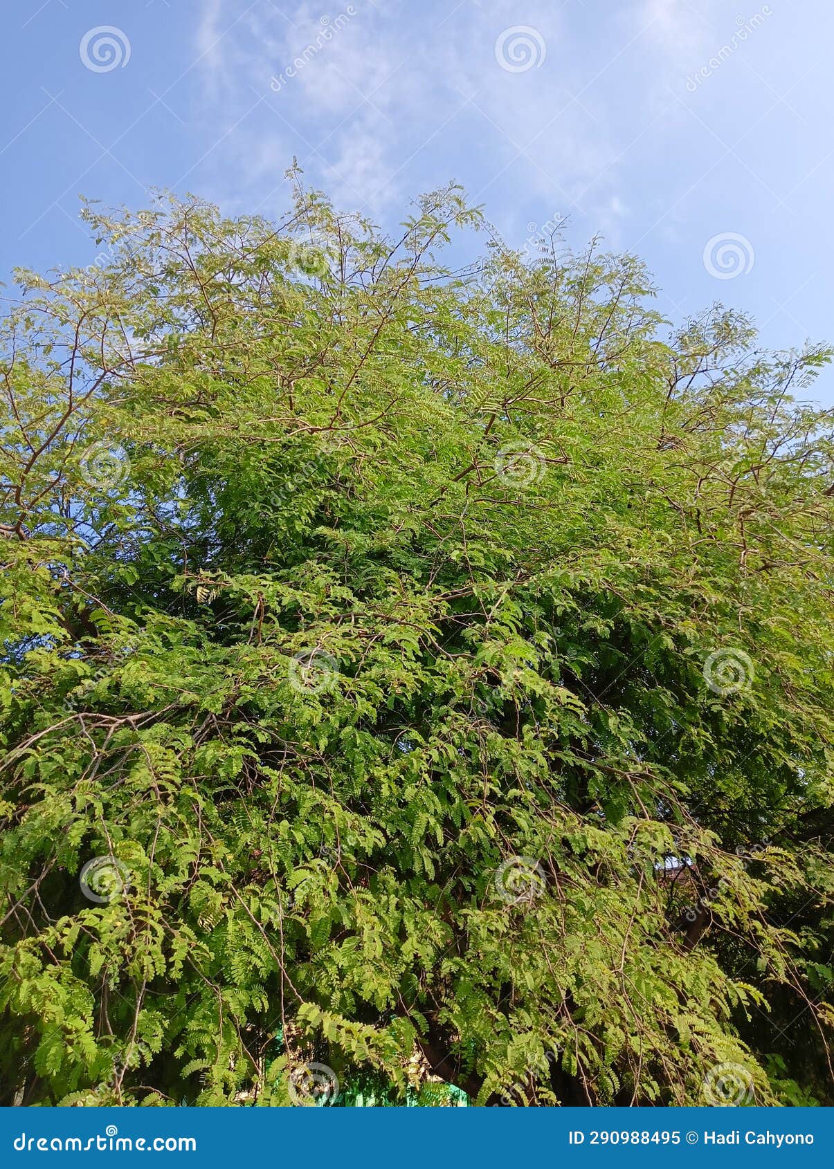 Lush and Fresh Javanese Tamarind Trees Stock Image - Image of fresh ...