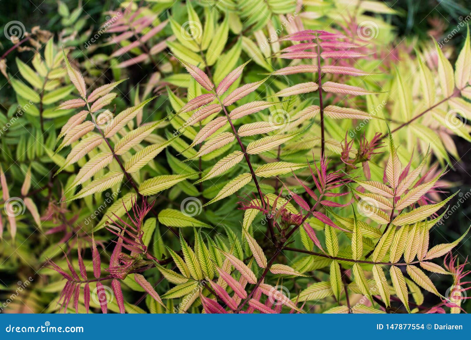 Lush garden foliage stock photo. Image of garden, branch - 147877554