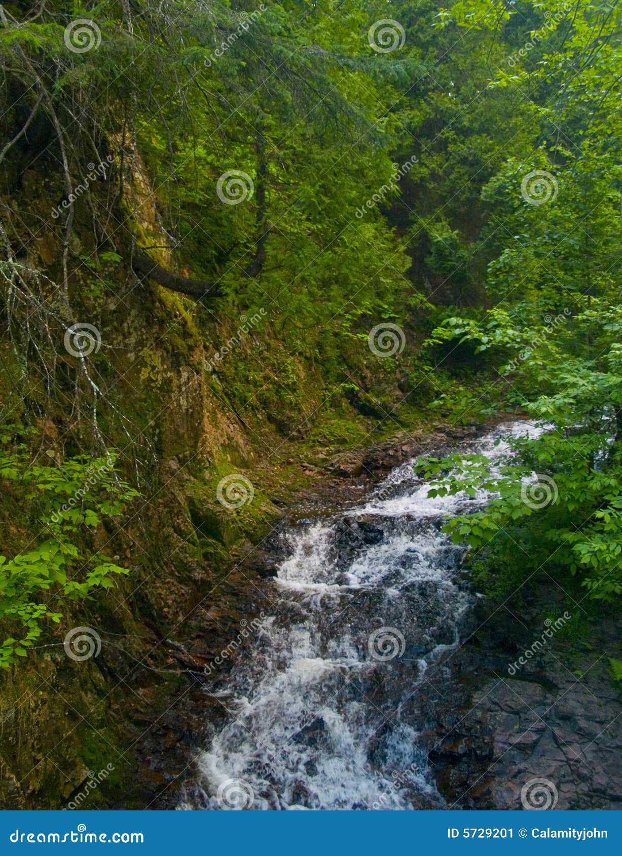 Lush Gorge stock image. Image of stream, lush, vibrant - 5729201