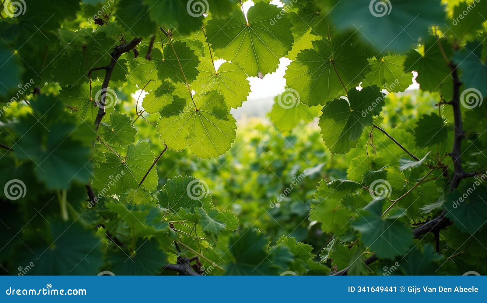 Lush Grapevine Leaves with Intricate Texture and Deep Green Color Stock ...