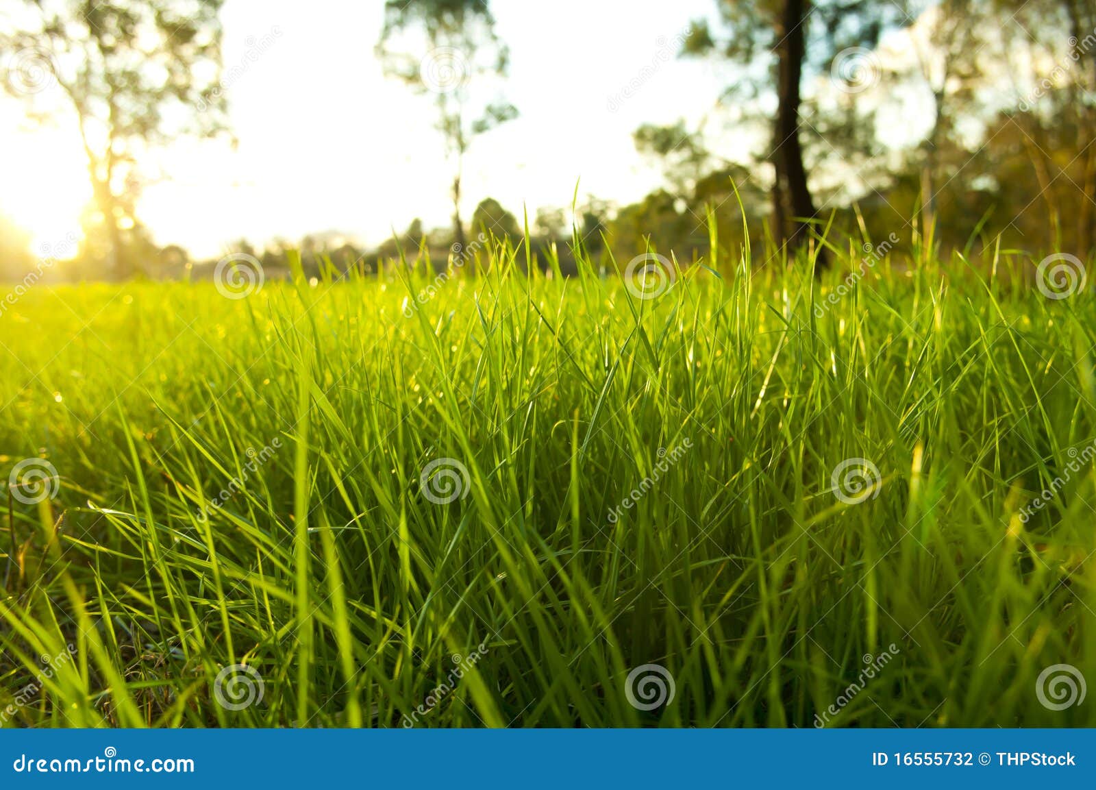 Lush Grass stock photo. Image of fresh, season, bokeh - 16555732