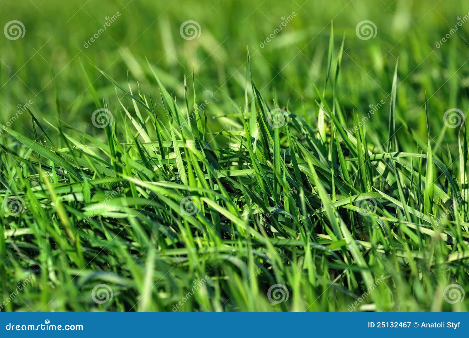 Lush Grass stock image. Image of natural, leaf, flora - 25132467