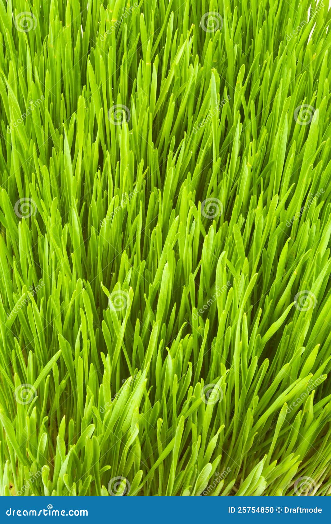 Lush grass stock photo. Image of grass, organic, green - 25754850