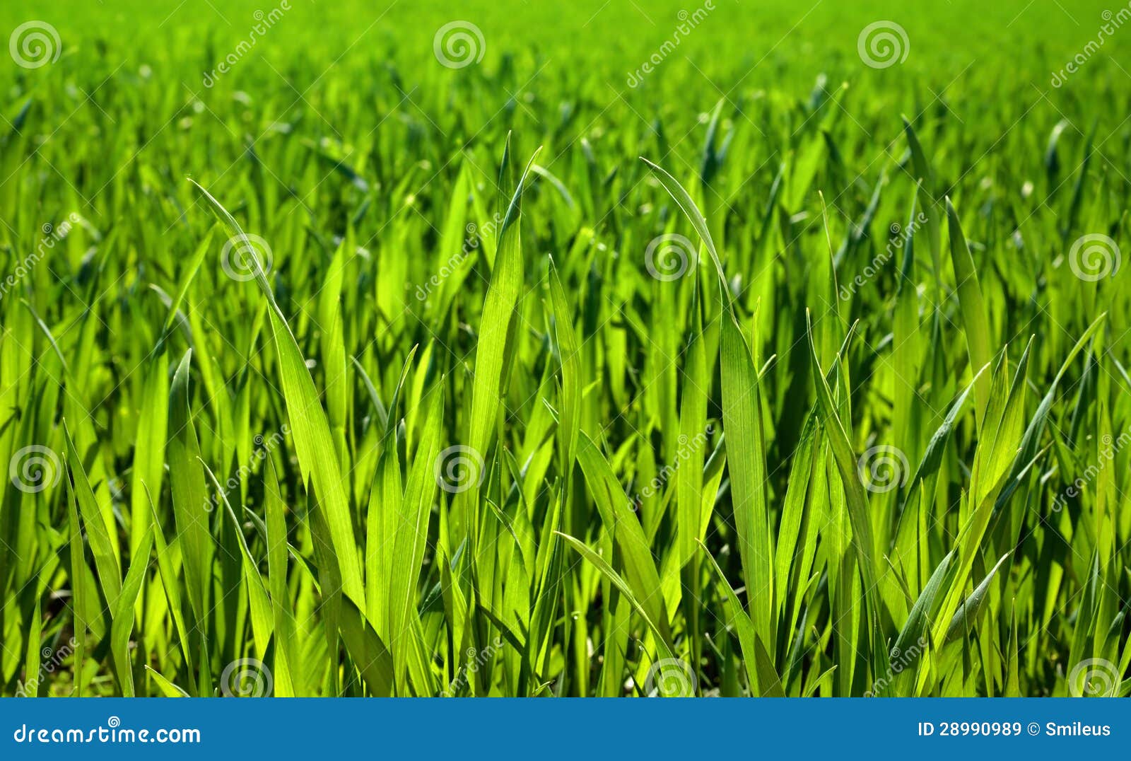 Lush grass closeup stock image. Image of lawn, green - 28990989