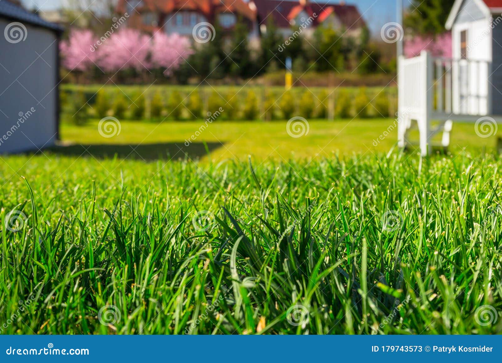 Lush Grass in the Garden at the House Stock Image - Image of rural ...