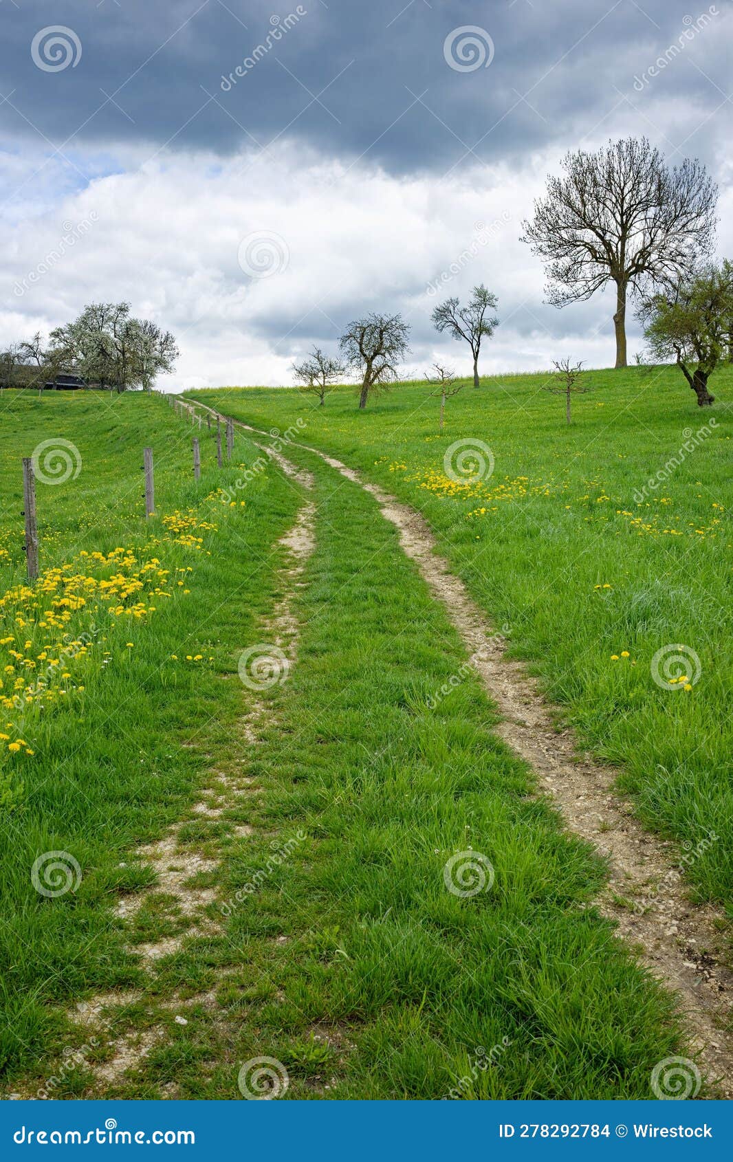 A Grassy Field Has Trees Along it and a Dirt Path Going through the ...