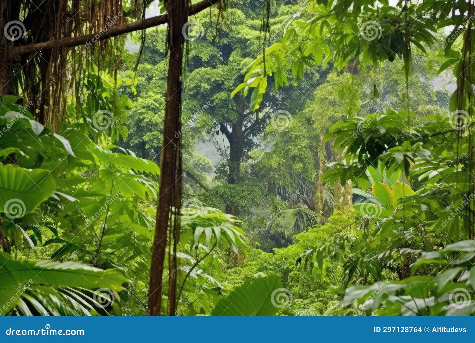 Lush Green African Rainforest Canopy Stock Photo - Image of forest ...