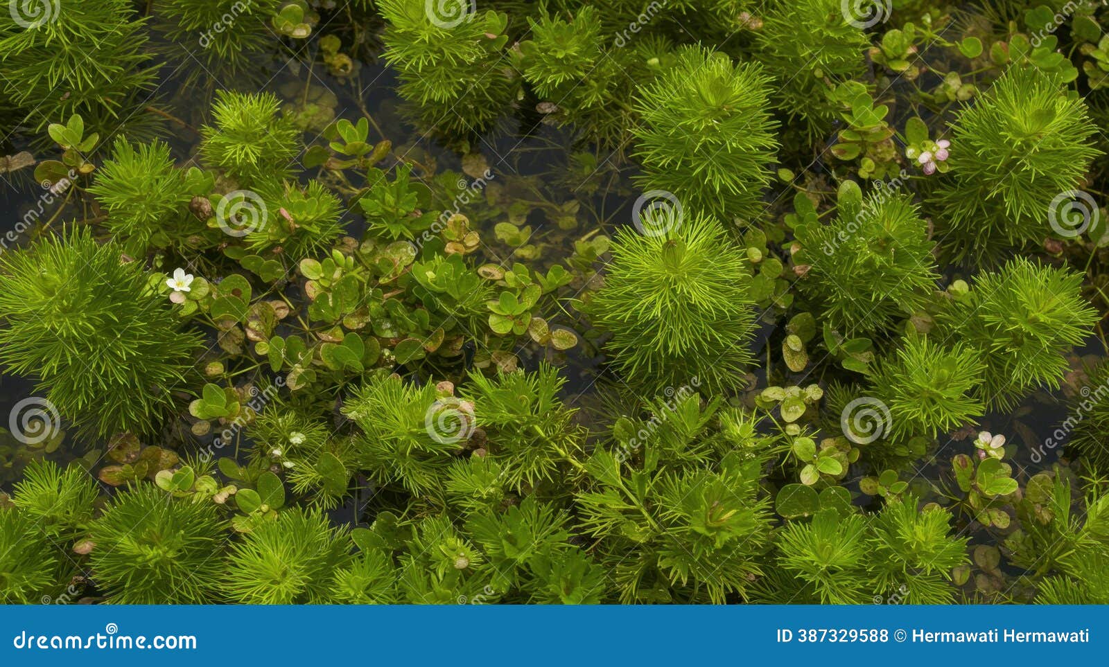 Green Aquatic Mosses Isolated On A Transparent Background. AI Stock ...