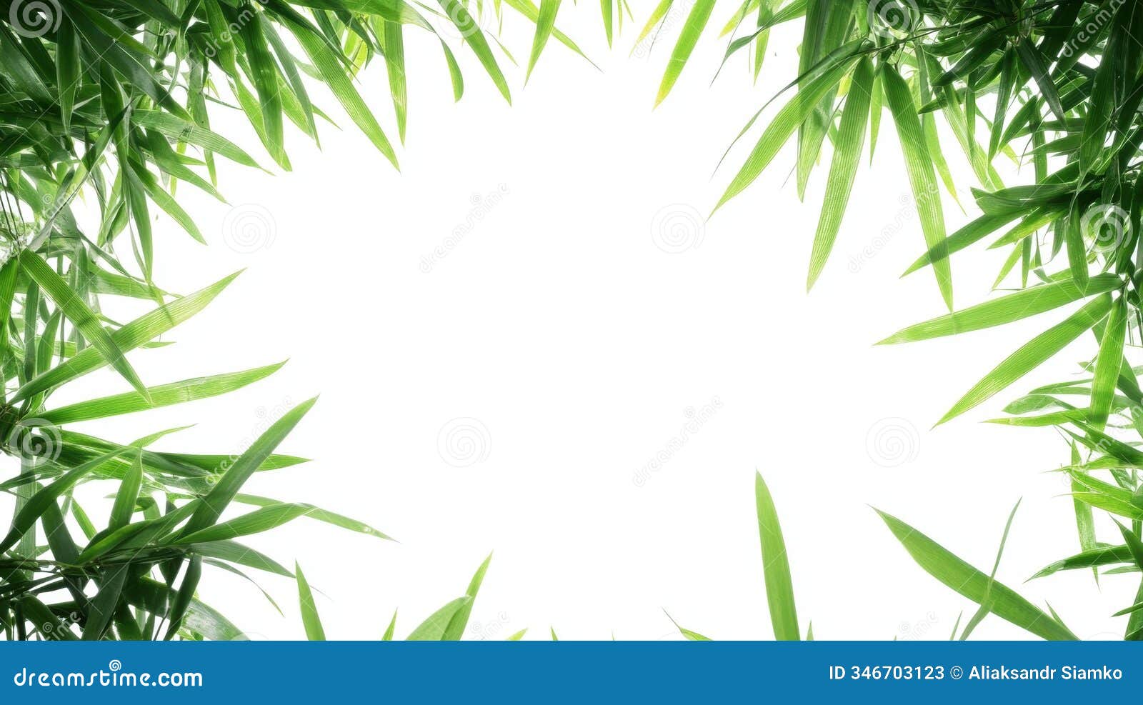Lush Green Bamboo Frame Surrounding a Bright White Background Stock ...