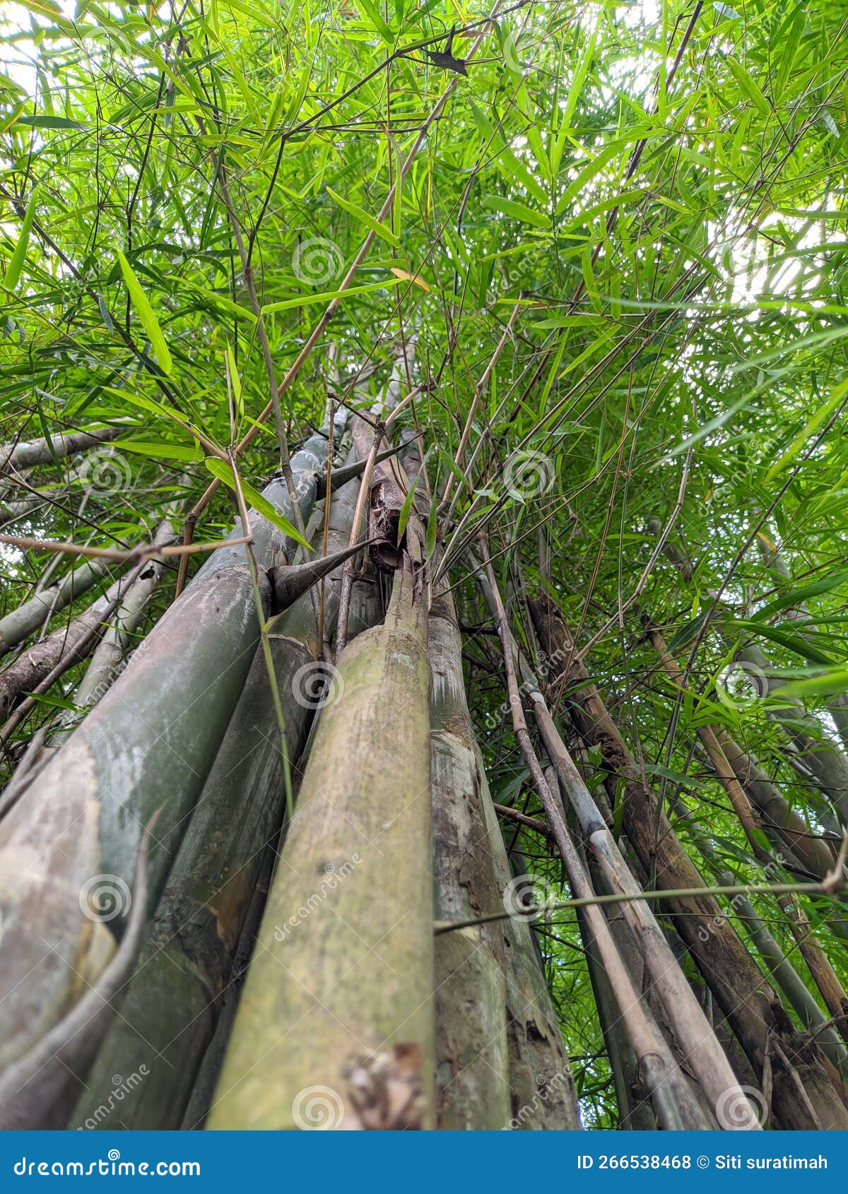 Lush and Green Bamboo Trees. Bottom View Stock Photo - Image of ecology ...
