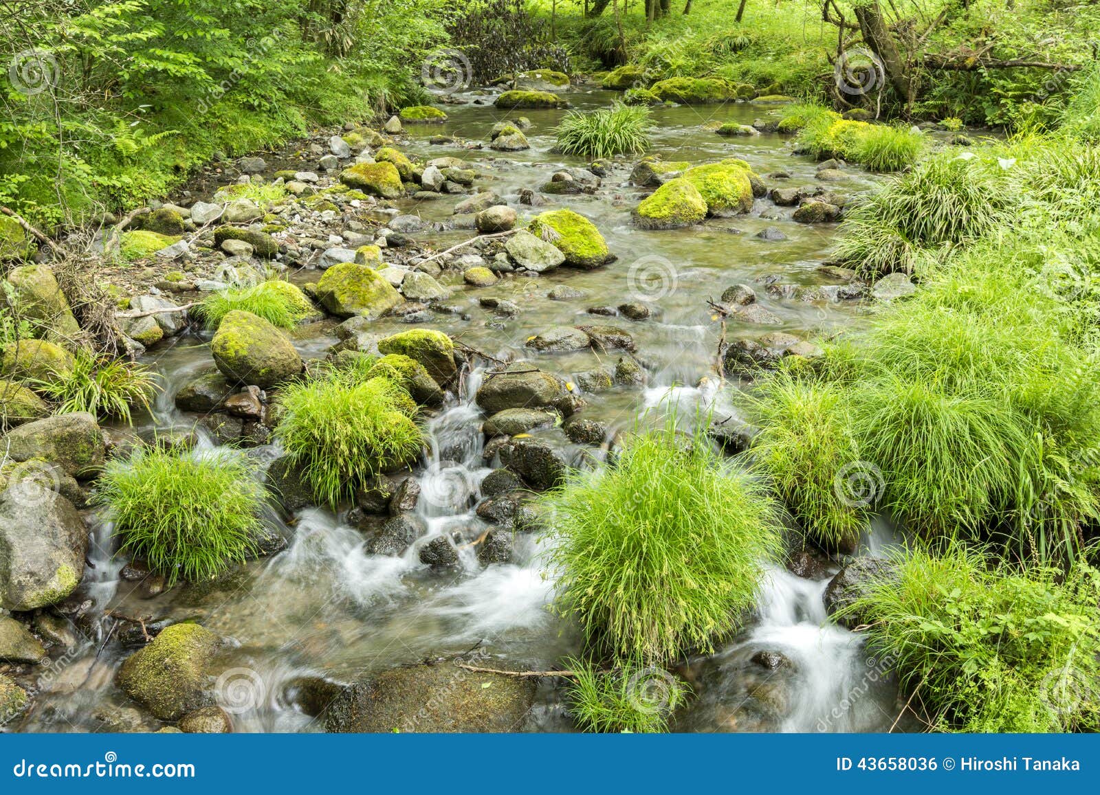 Lush green brook stock photo. Image of current, fresh - 43658036