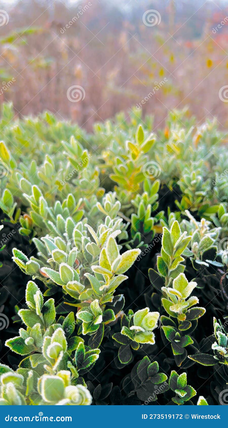Lush Green Bush with a Light Layer of Ice. Buxus Sempervirens, the ...