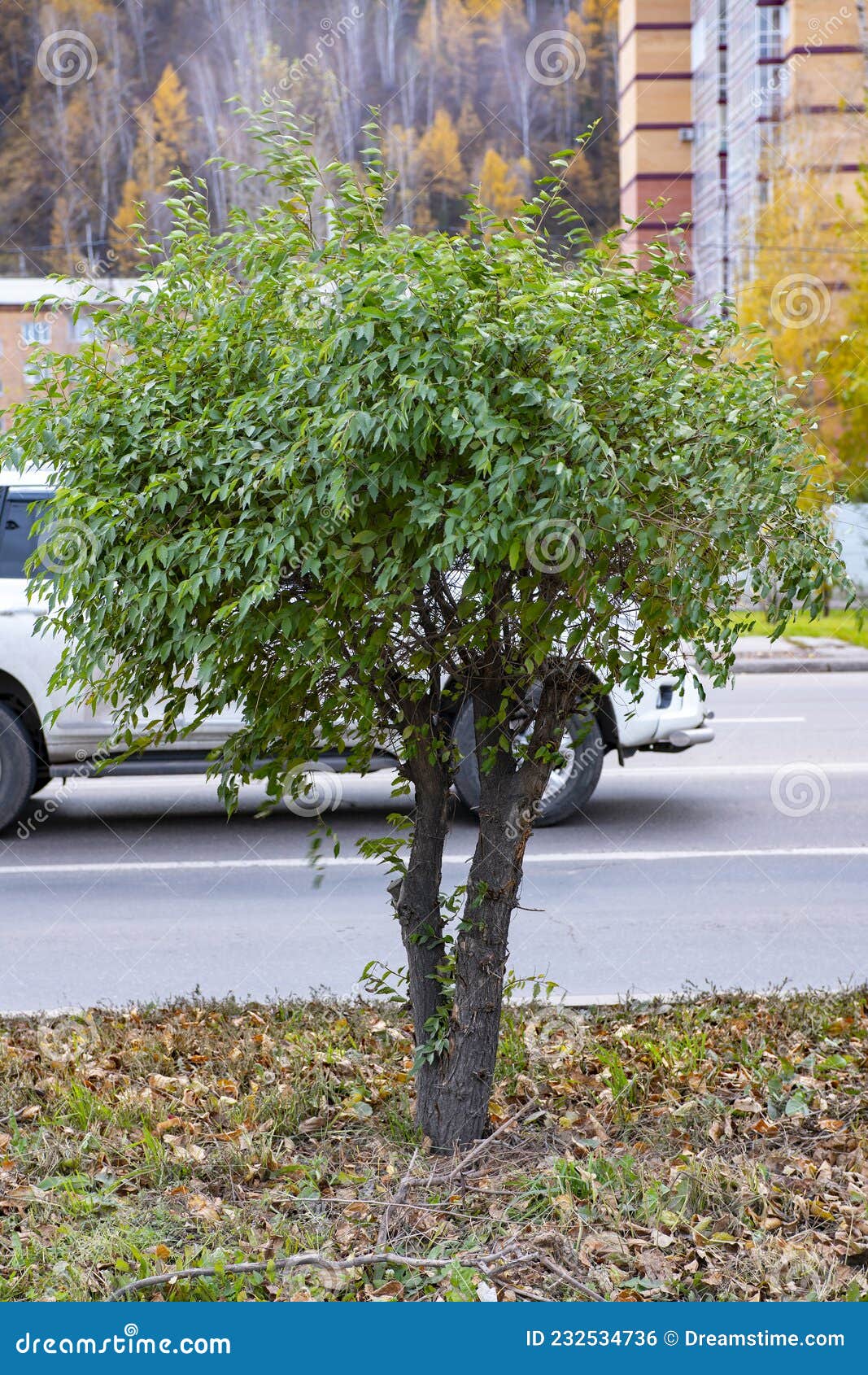 Lush Green Bush on the Side of a City Road. Stock Photo - Image of lush ...