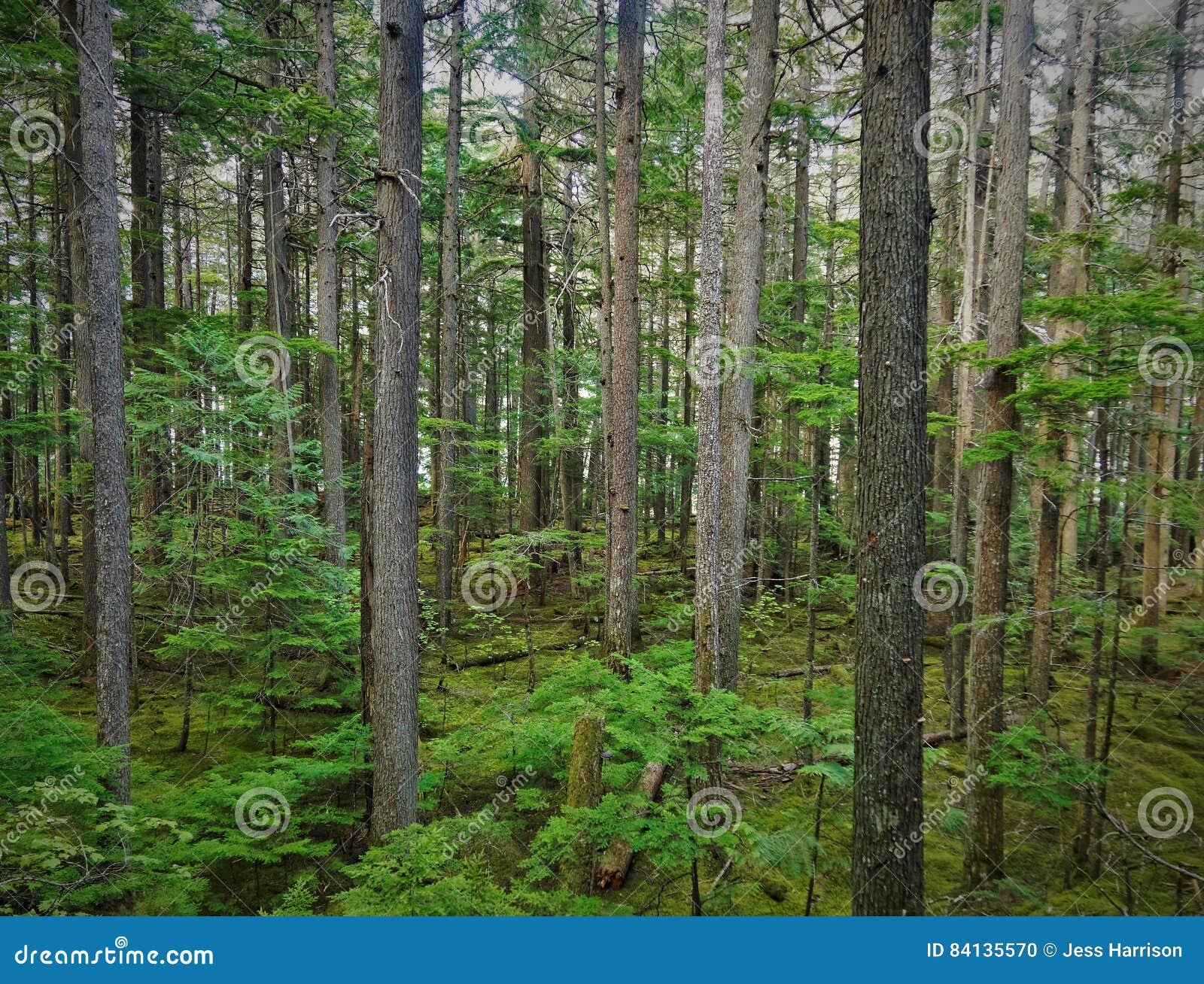 Lush, Green Canadian Forest in the Summer Stock Photo - Image of green ...