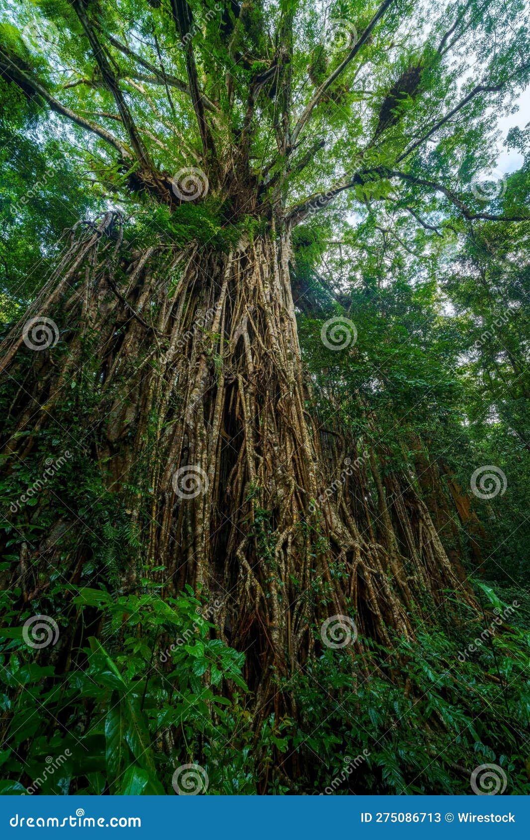 Lush Green Cathedral Fig Tree Grown in the Forest Stock Image - Image ...