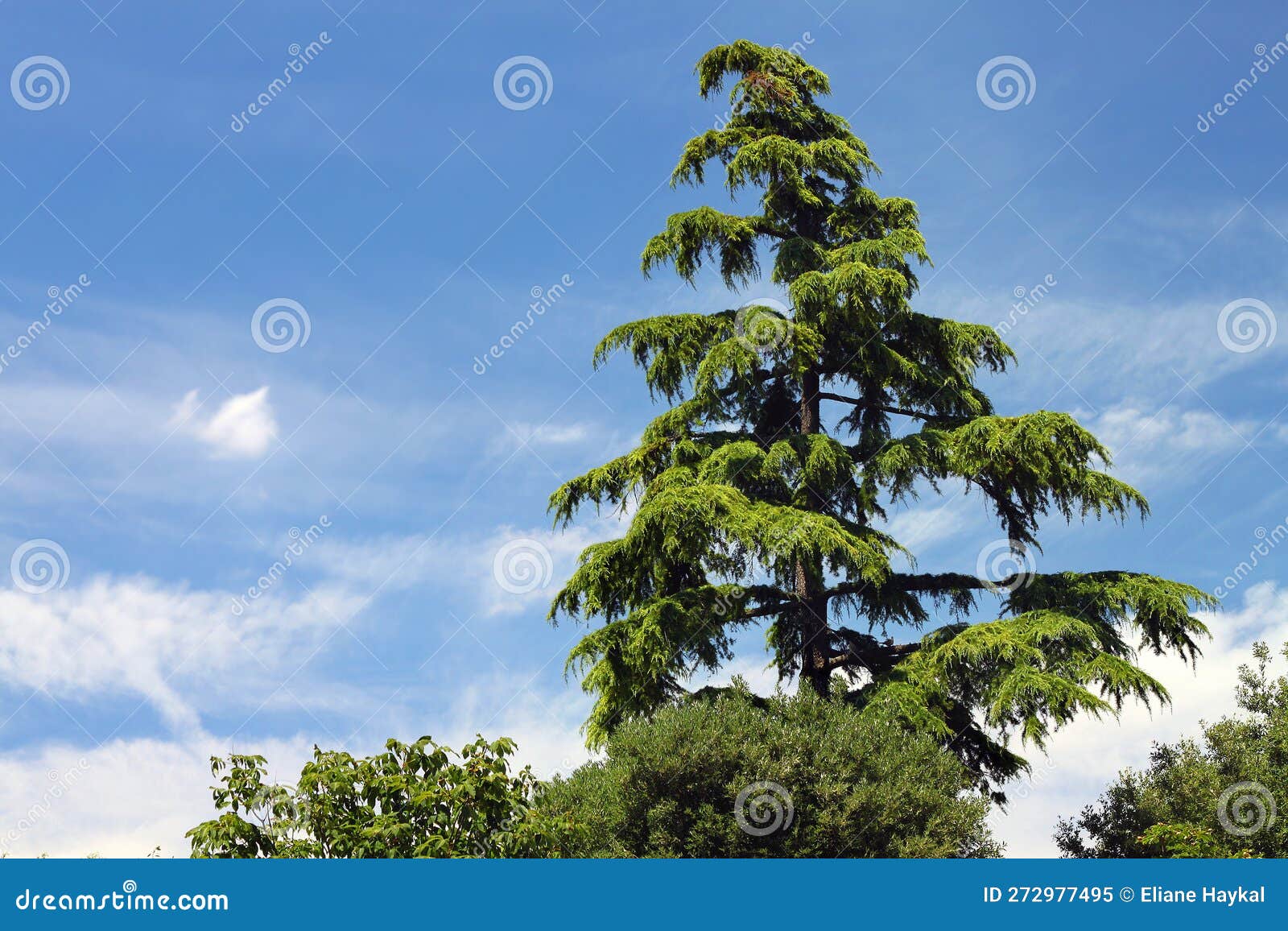 Cedar Tree Against Summer Sky Stock Image - Image of scene, countryside ...