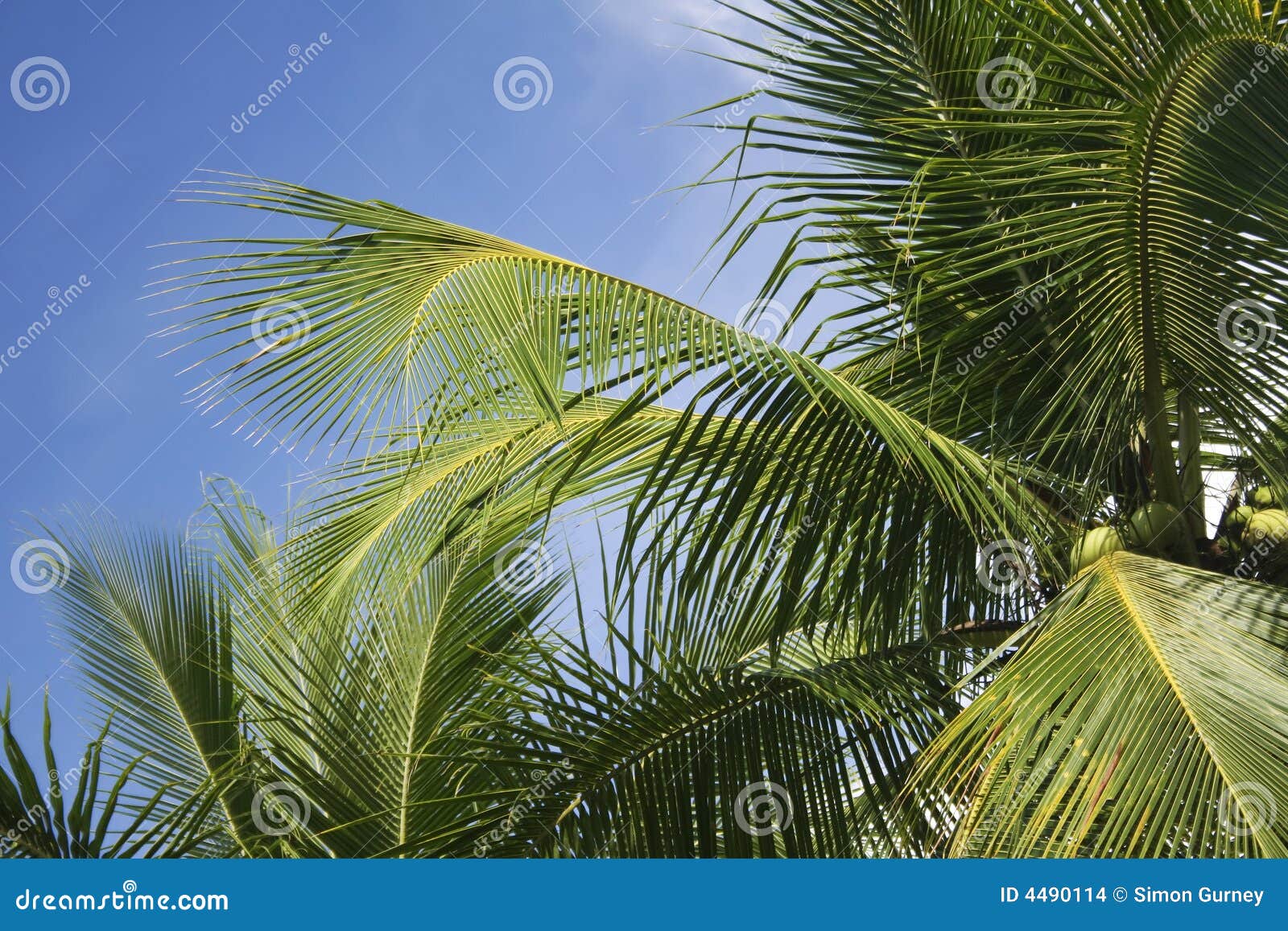 Lush Green Coconut Palm Tree Fronds Stock Photo - Image of close ...