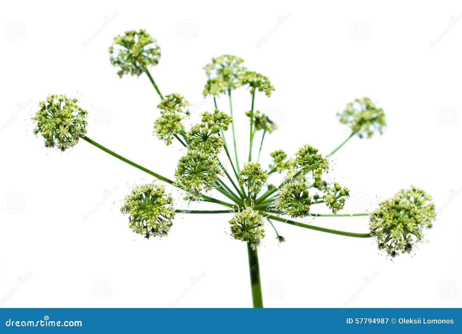 Conium Maculatum Or Poison Hemlock, Is A Highly Poisonous Biennial ...