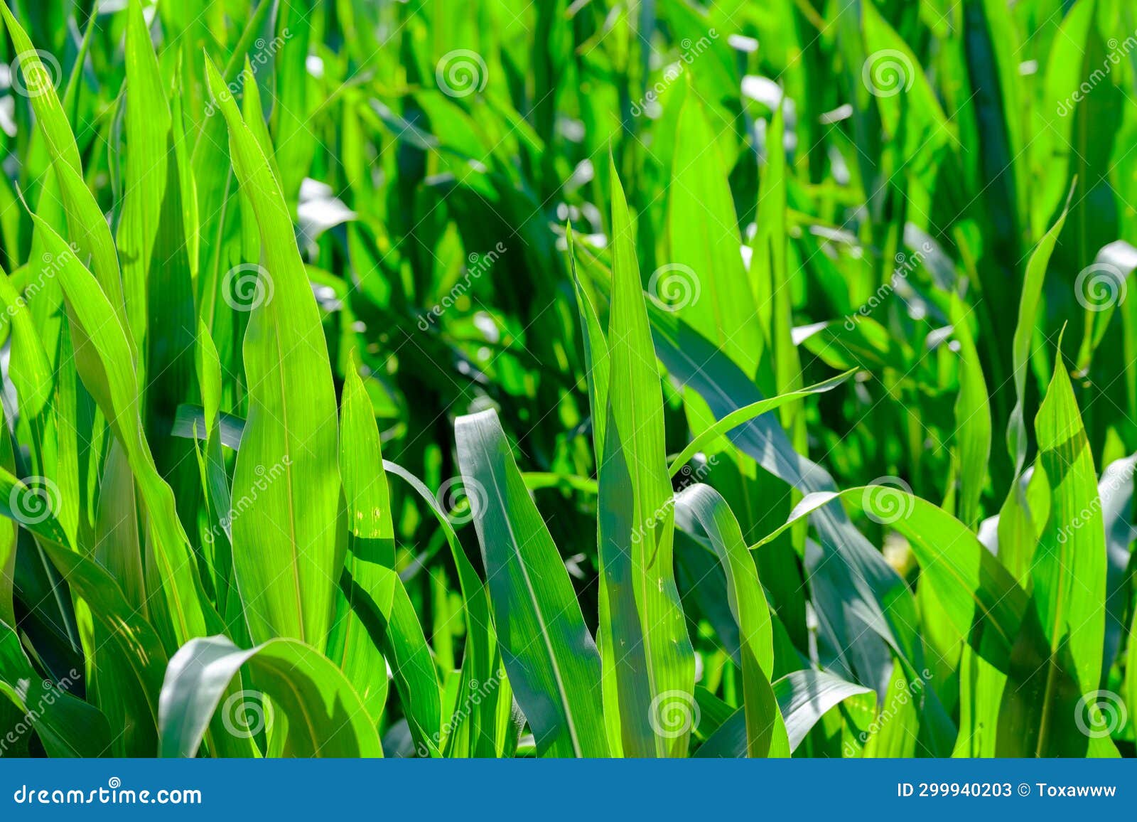 Lush Green Corn Leaves Flourishing Under the Bright Sun Light. Stock ...