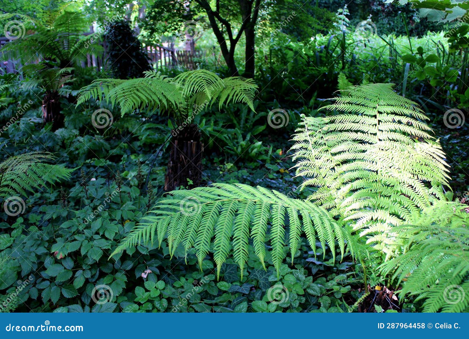 Ferns In The Forest Poster. Ferns In Forest Royalty-Free Stock Photo ...