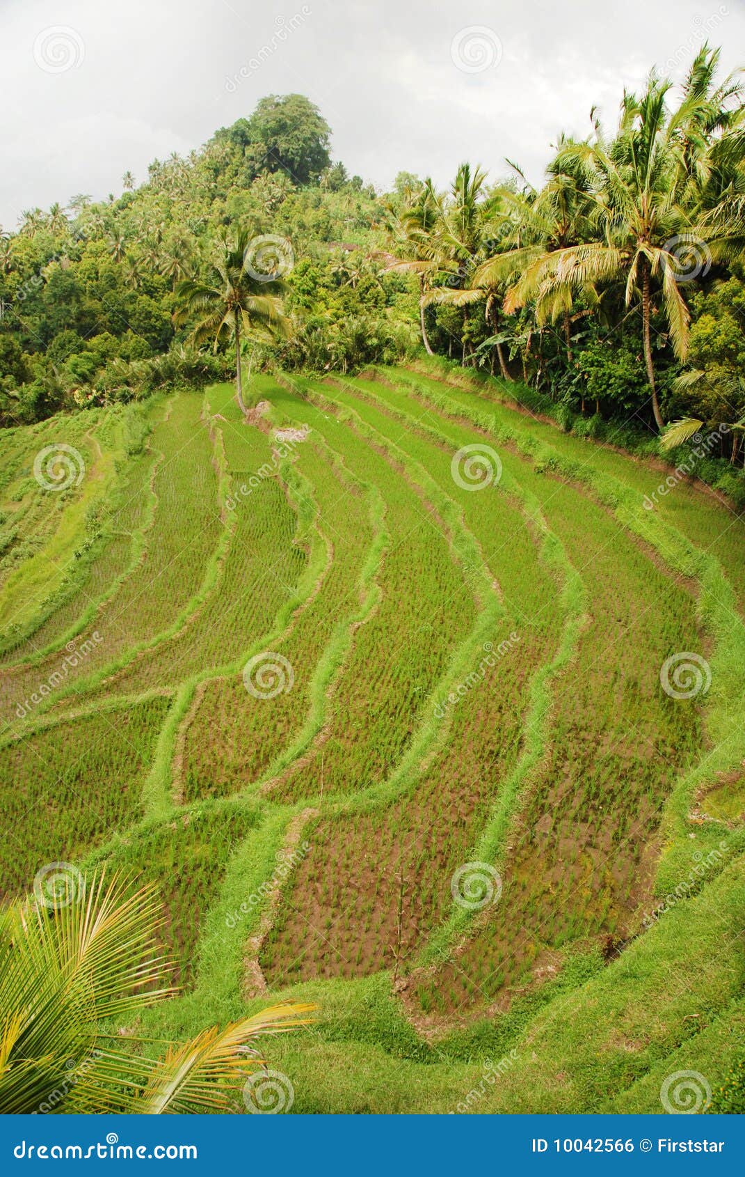 Lush green fields stock photo. Image of trees, scenic - 10042566