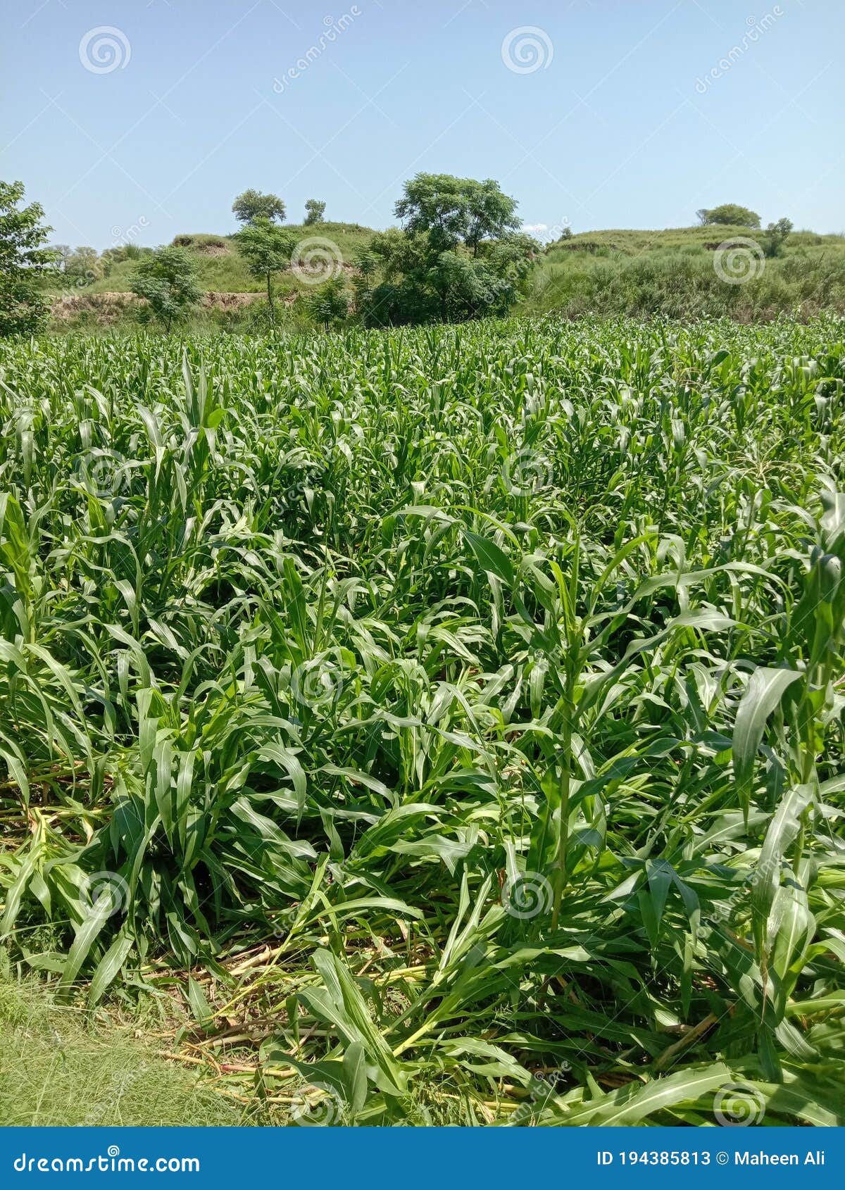 The Lush Green Fields and Attractive Nature Stock Image - Image of ...